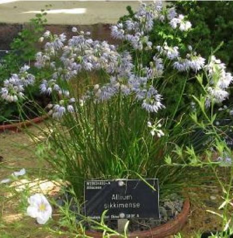 Allium sikkimense (beesianum) - Blue 789 is Offwhite Blue Flowers